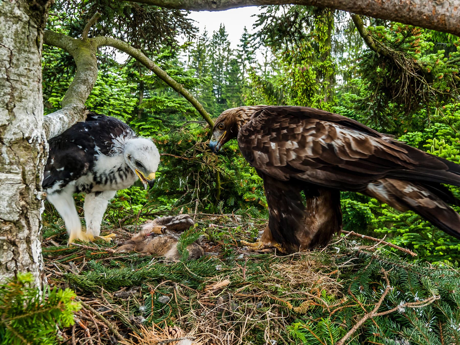 Baby Eagles: All You Need To Know (with Pictures) | Birdfact