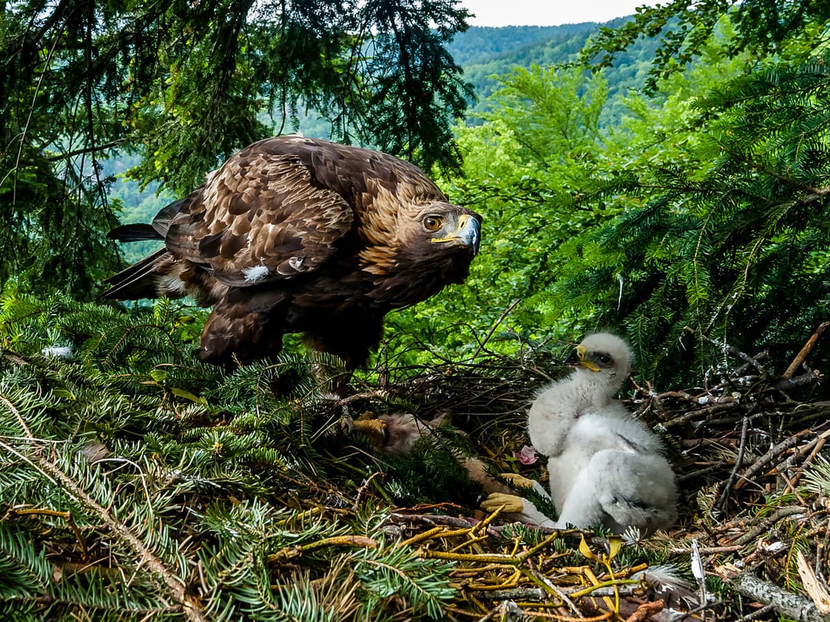 Baby Eagles: All You Need To Know (with Pictures) | Birdfact