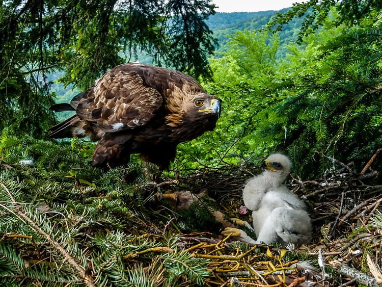 Baby Eagles: All You Need To Know (with Pictures) | Birdfact
