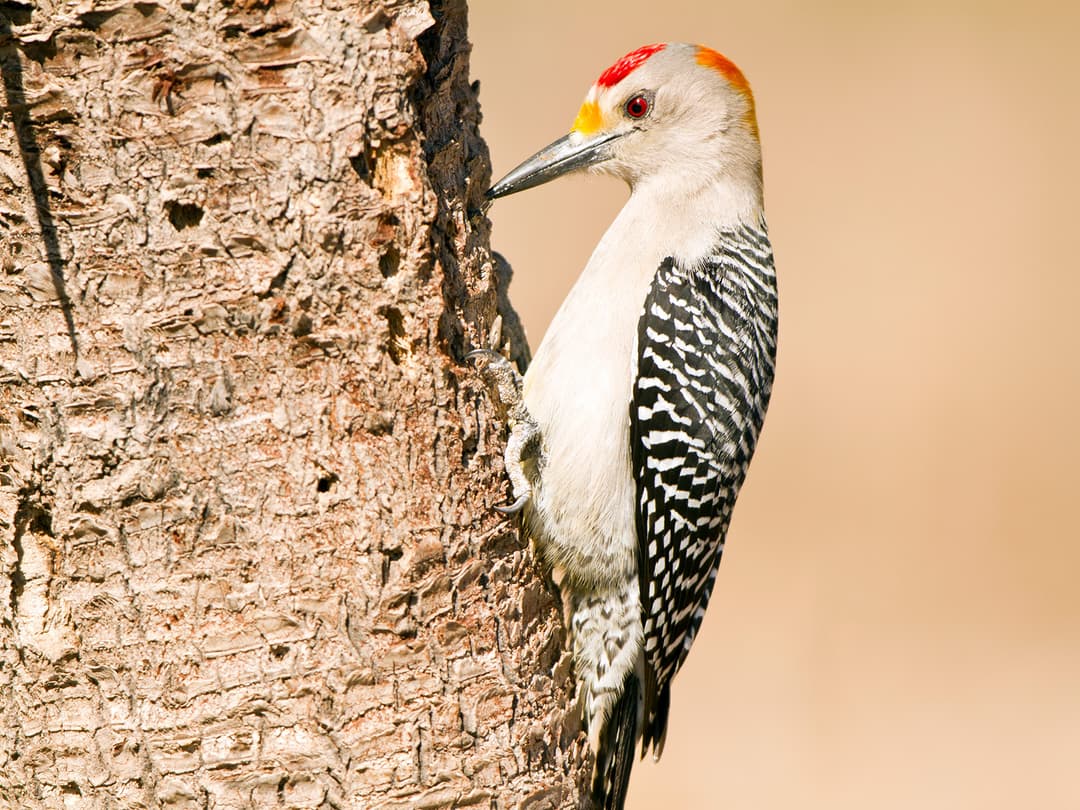 Woodpeckers (Picidae) | Birdfact