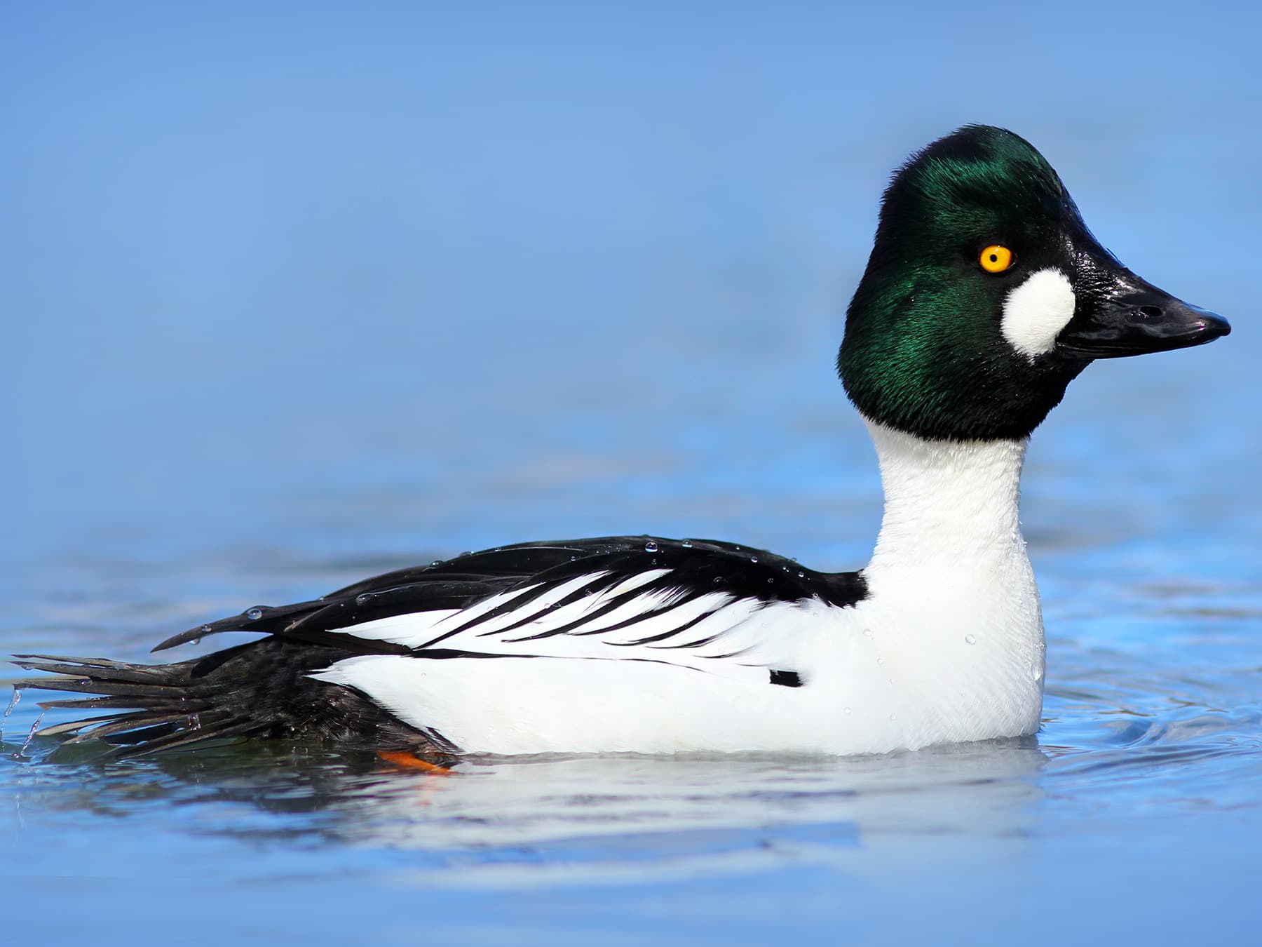 Goldeneye | Birdfact