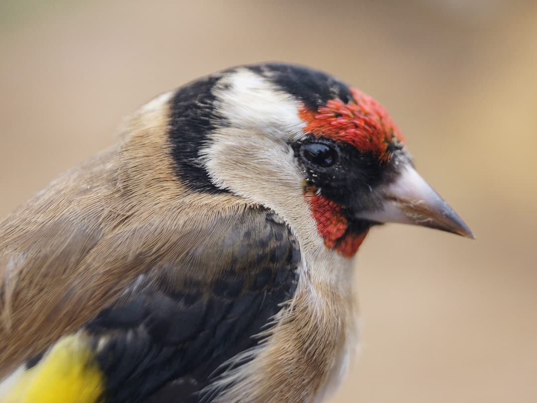 Female European Goldfinches: A Complete Guide | Birdfact