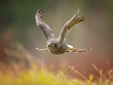 Northern Goshawk | Birdfact