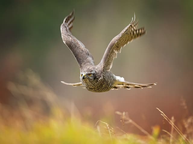 Northern Goshawk | Birdfact