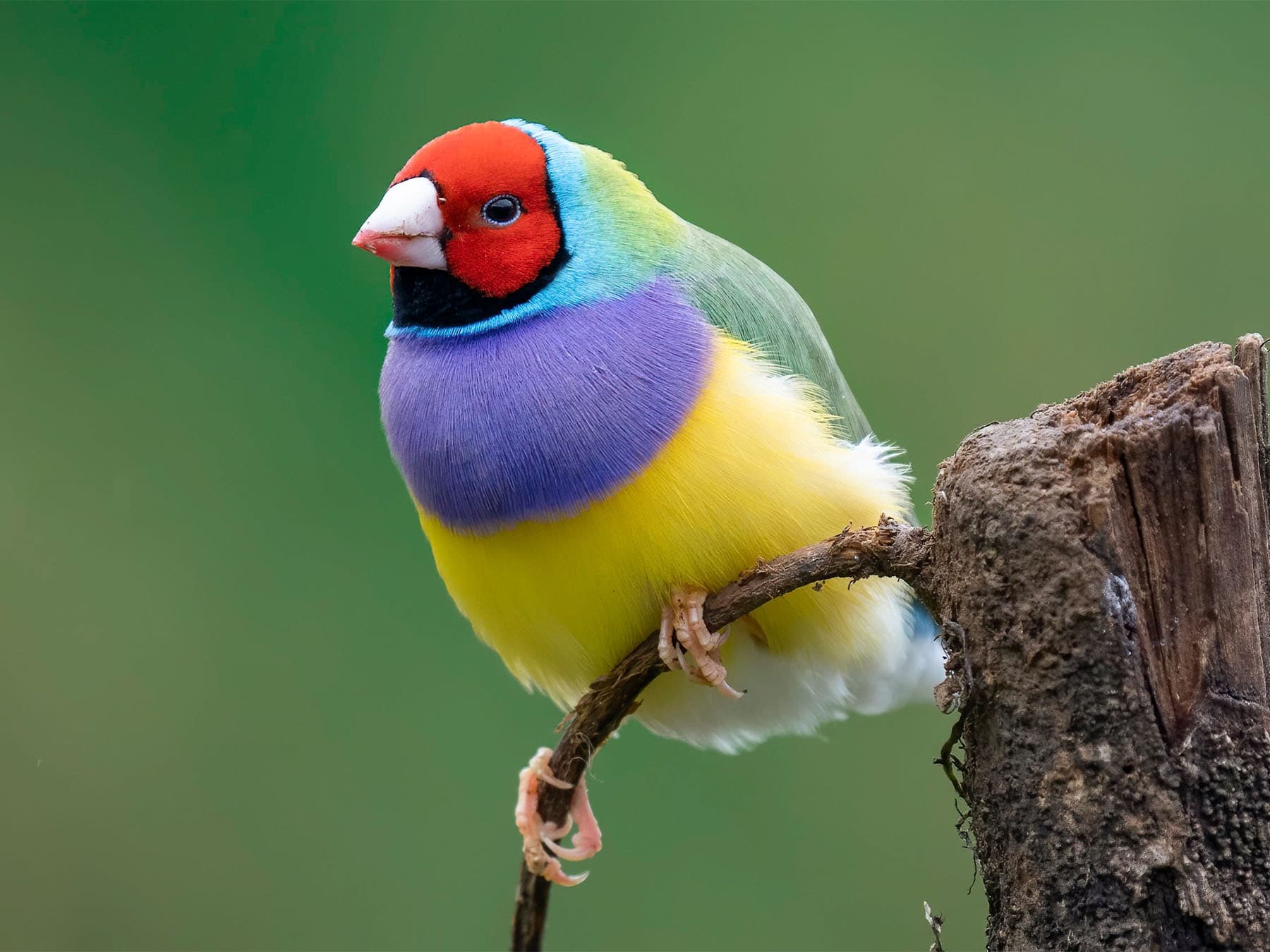 Anatomy & Physiology | Birdfact
