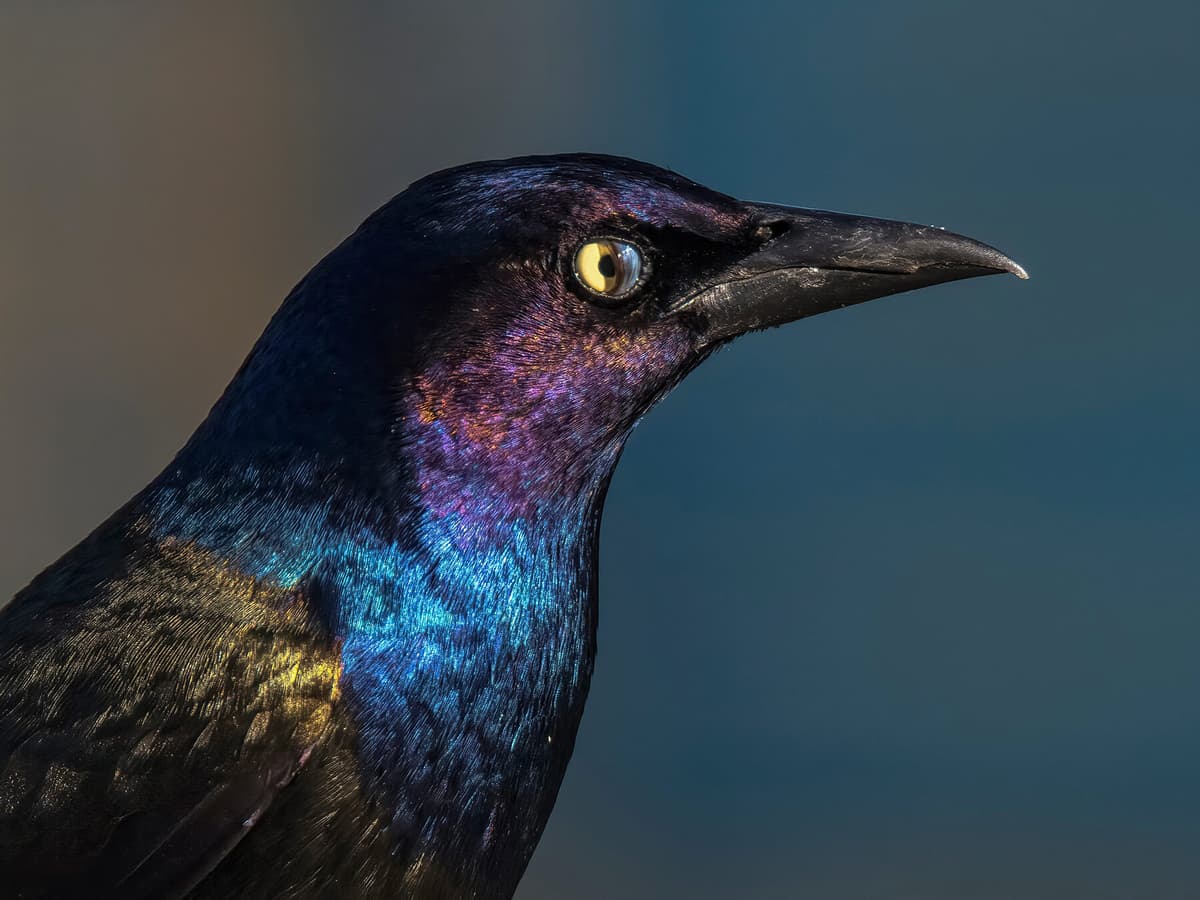 Do Birds Have Eyelids? (Complete Guide) | Birdfact