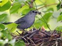 Gray Catbird | Birdfact
