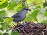 Gray Catbird | Birdfact