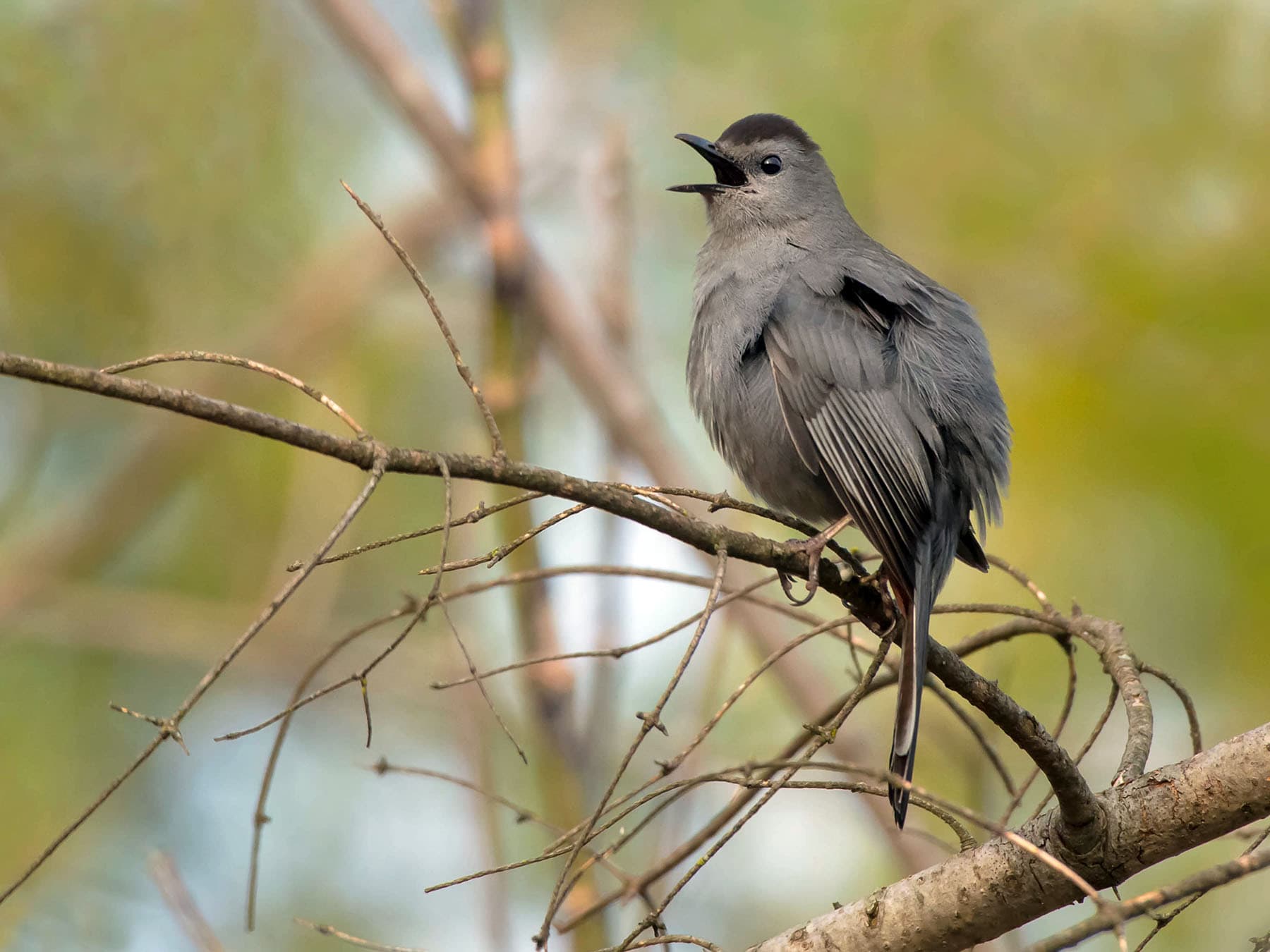 Gray Catbird | Birdfact