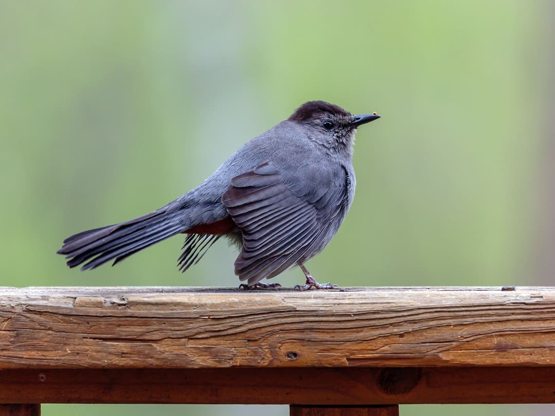 Gray Catbird | Birdfact