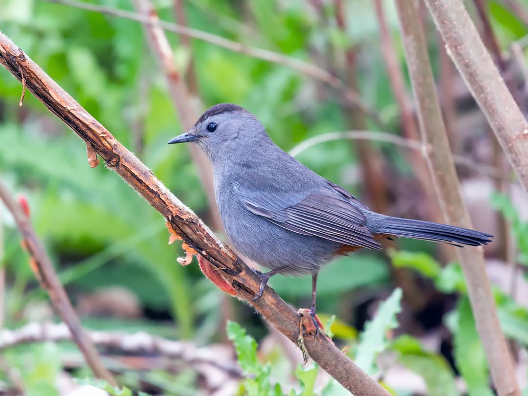Gray Catbird | Birdfact