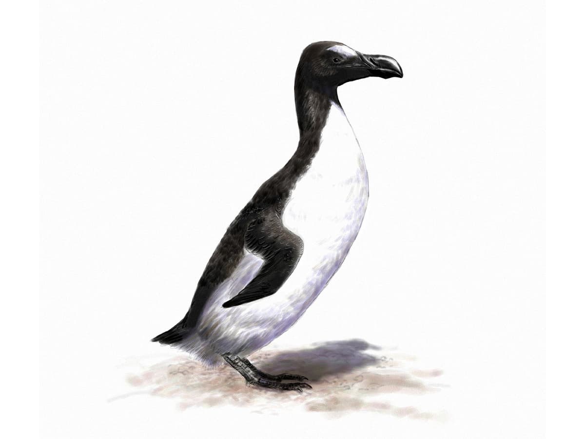Great Auk | Birdfact