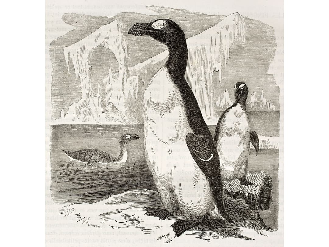 Great Auk | Birdfact