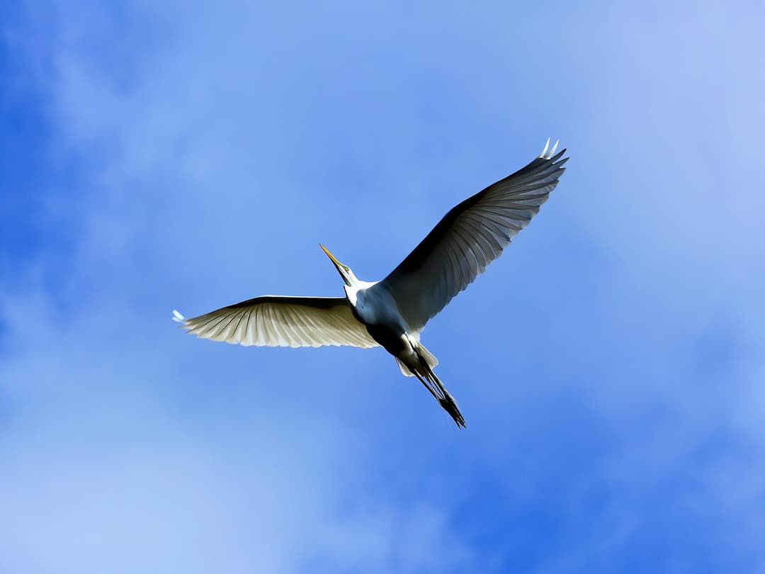 Are Birds Warm Blooded Or Cold Blooded? | Birdfact