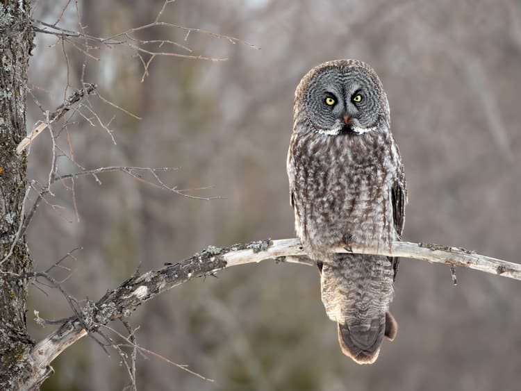 Owls (Strigidae) | Birdfact