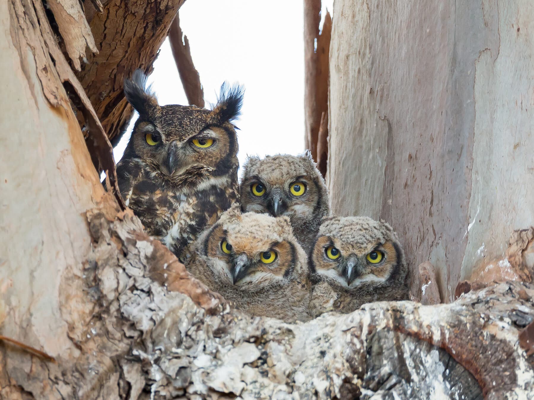 What is a Group of Owls Called? (Complete Guide) | Birdfact