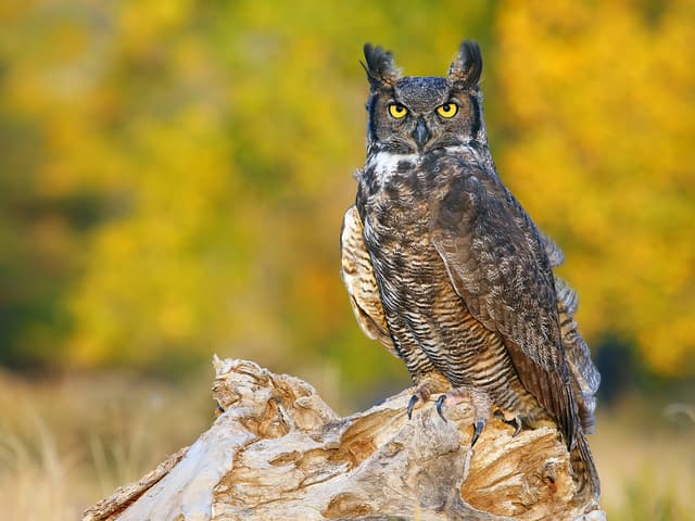 Owls (Strigidae) | Birdfact