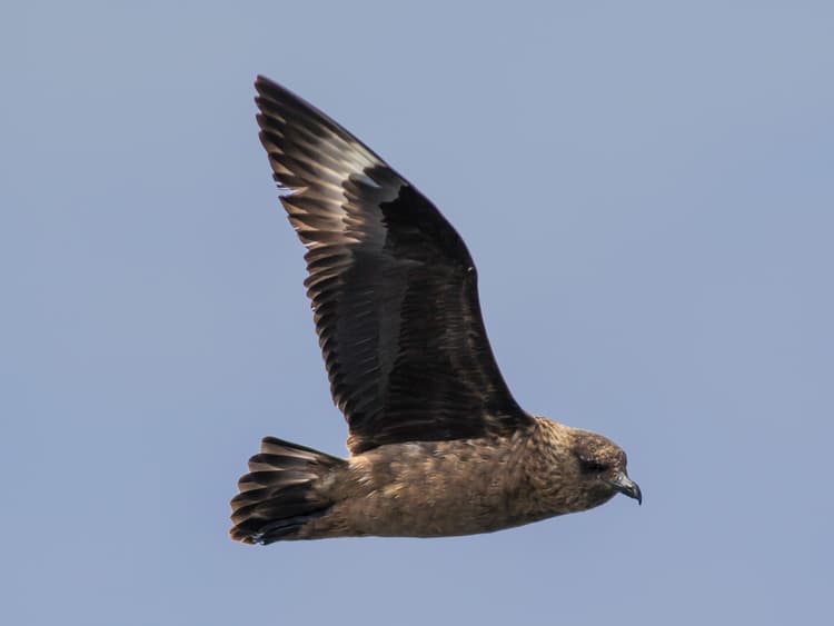Great Skua | Birdfact