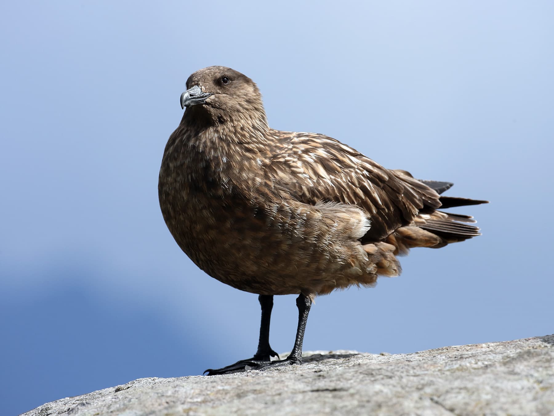 Great Skua | Birdfact