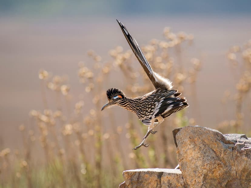 Can Roadrunners Fly? | Birdfact