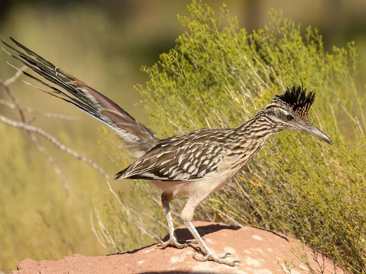 different types of feet and their functions | Birdfact