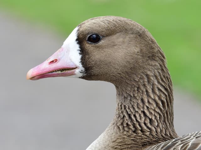 Greater White-fronted Goose | Birdfact