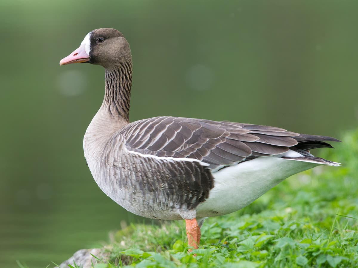 Greater White-fronted Goose | Birdfact