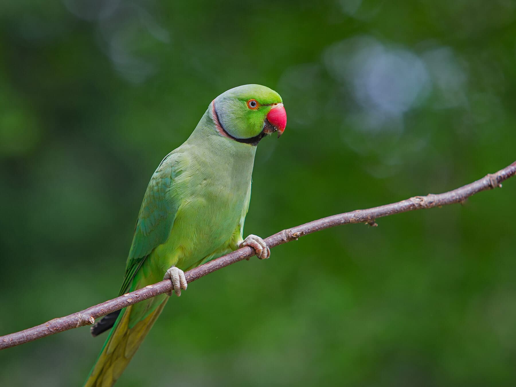 Parakeets Of London: All You Need To Know | Birdfact