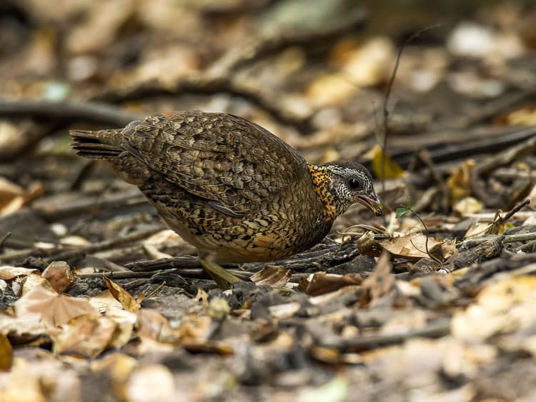 Green-legged Partridge | Birdfact