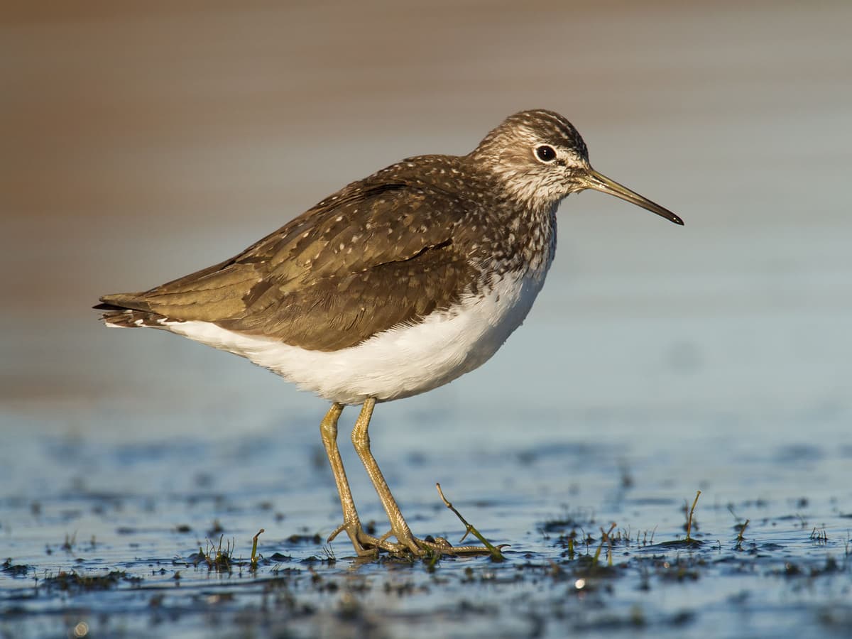 Green Sandpiper | Birdfact