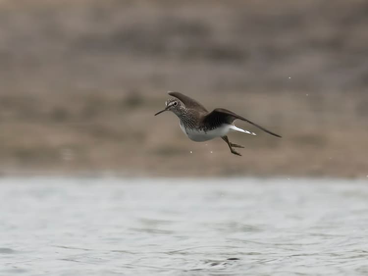 Green Sandpiper | Birdfact