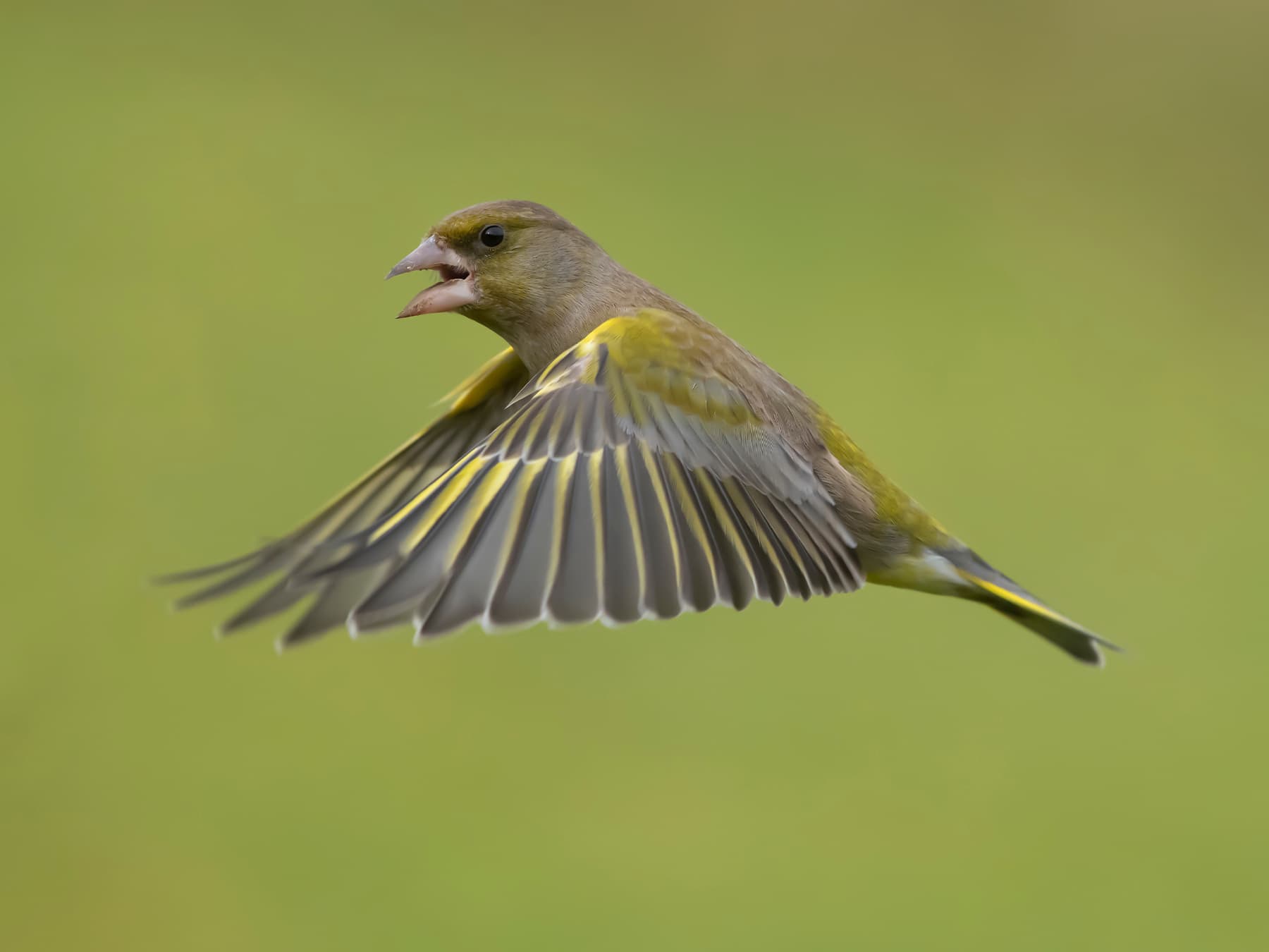 Greenfinch | Birdfact