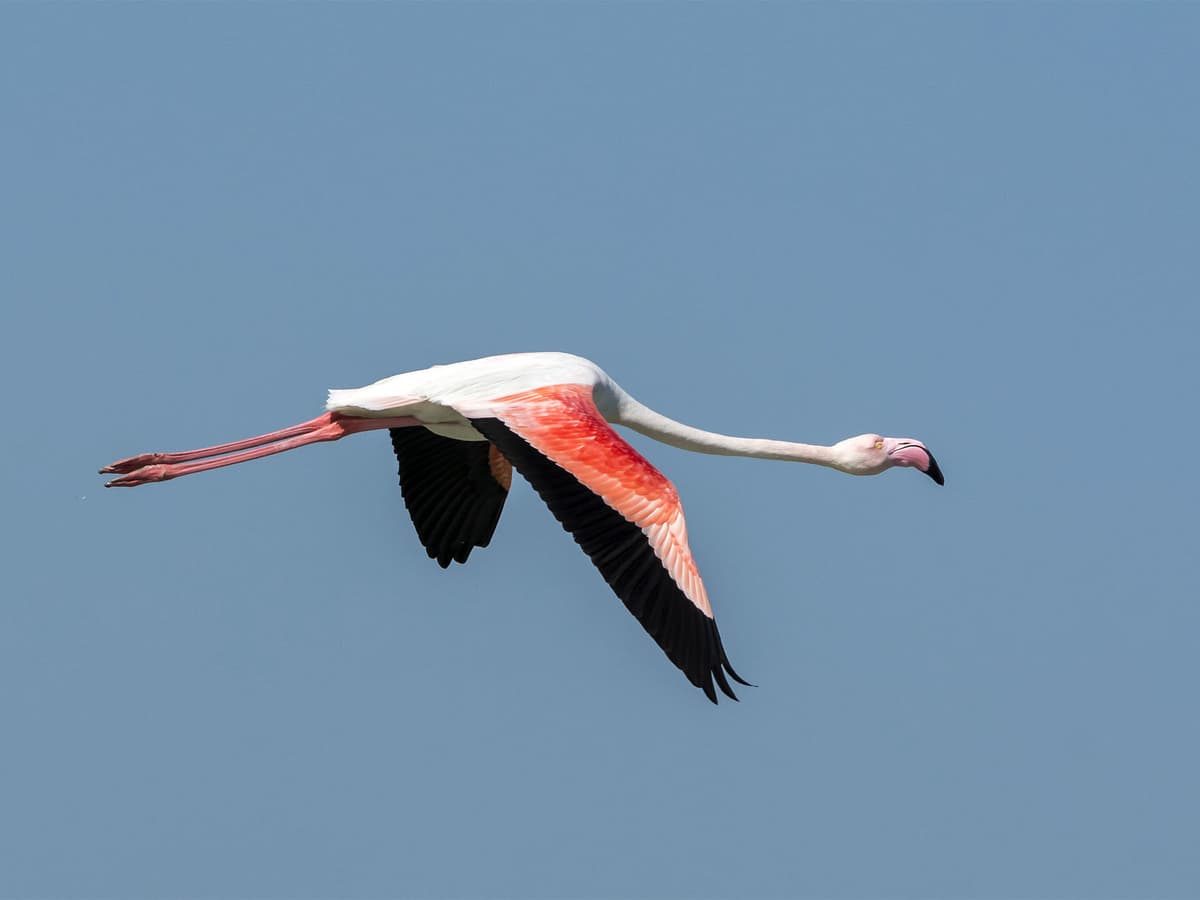 Flamingo Migration: All About The Great Pink Voyage | Birdfact