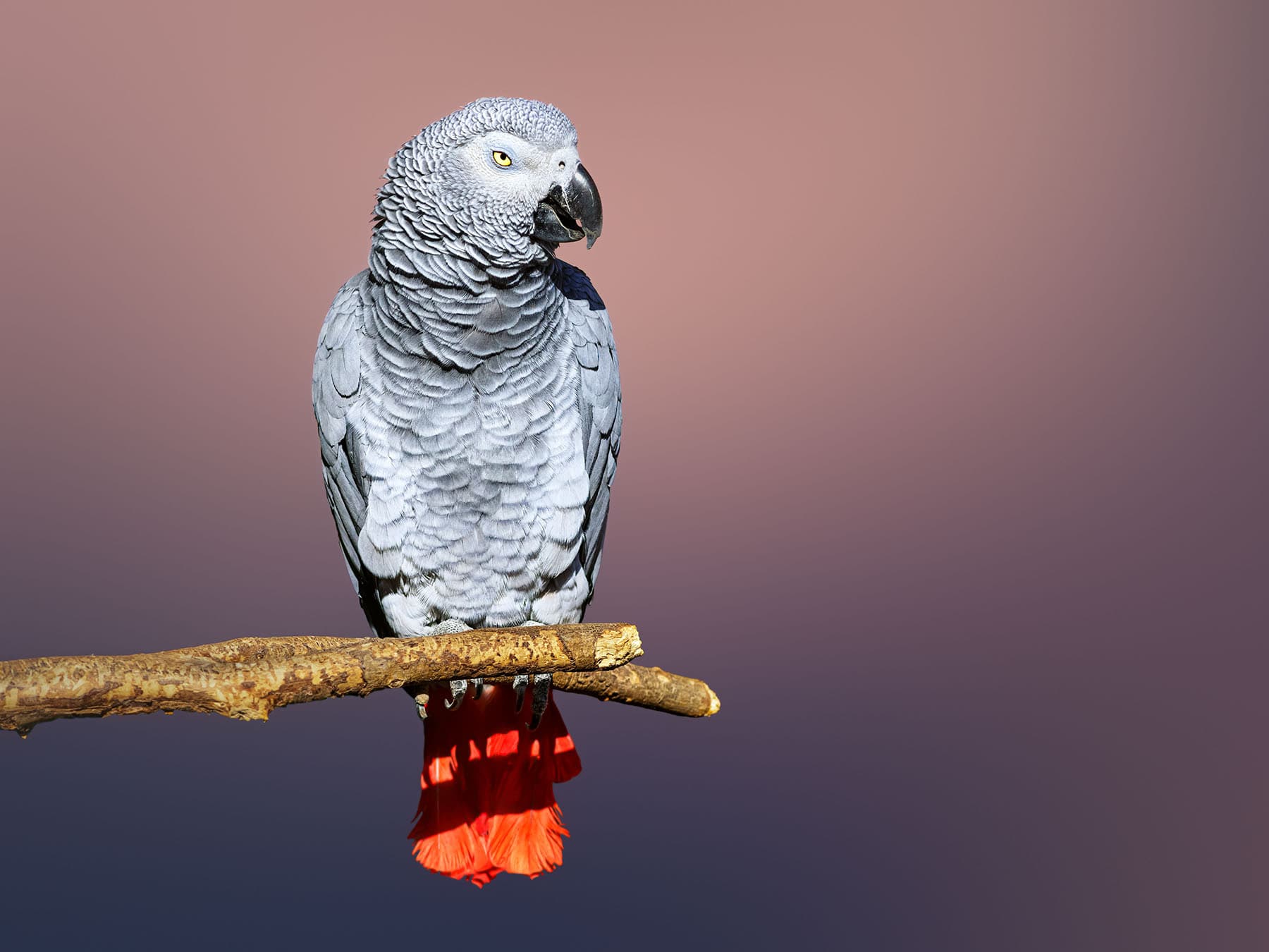Do Birds Fart? The Science Behind Avian Digestion and Gas | Birdfact