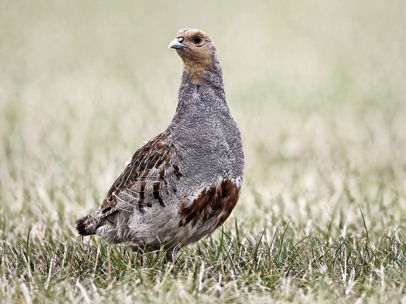 Grey Partridge | Birdfact