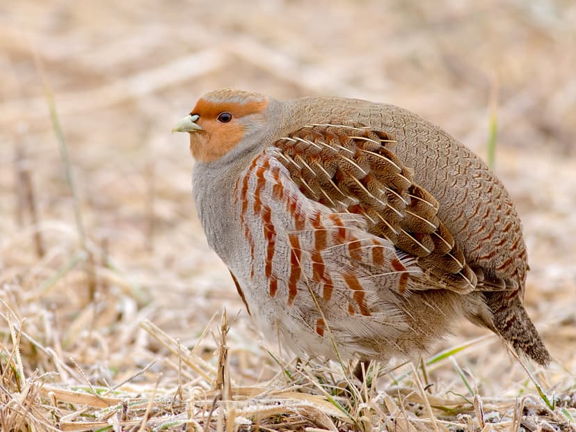 Grey Partridge | Birdfact