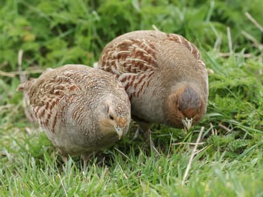 Grey Partridge | Birdfact