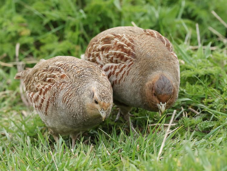Grey Partridge | Birdfact