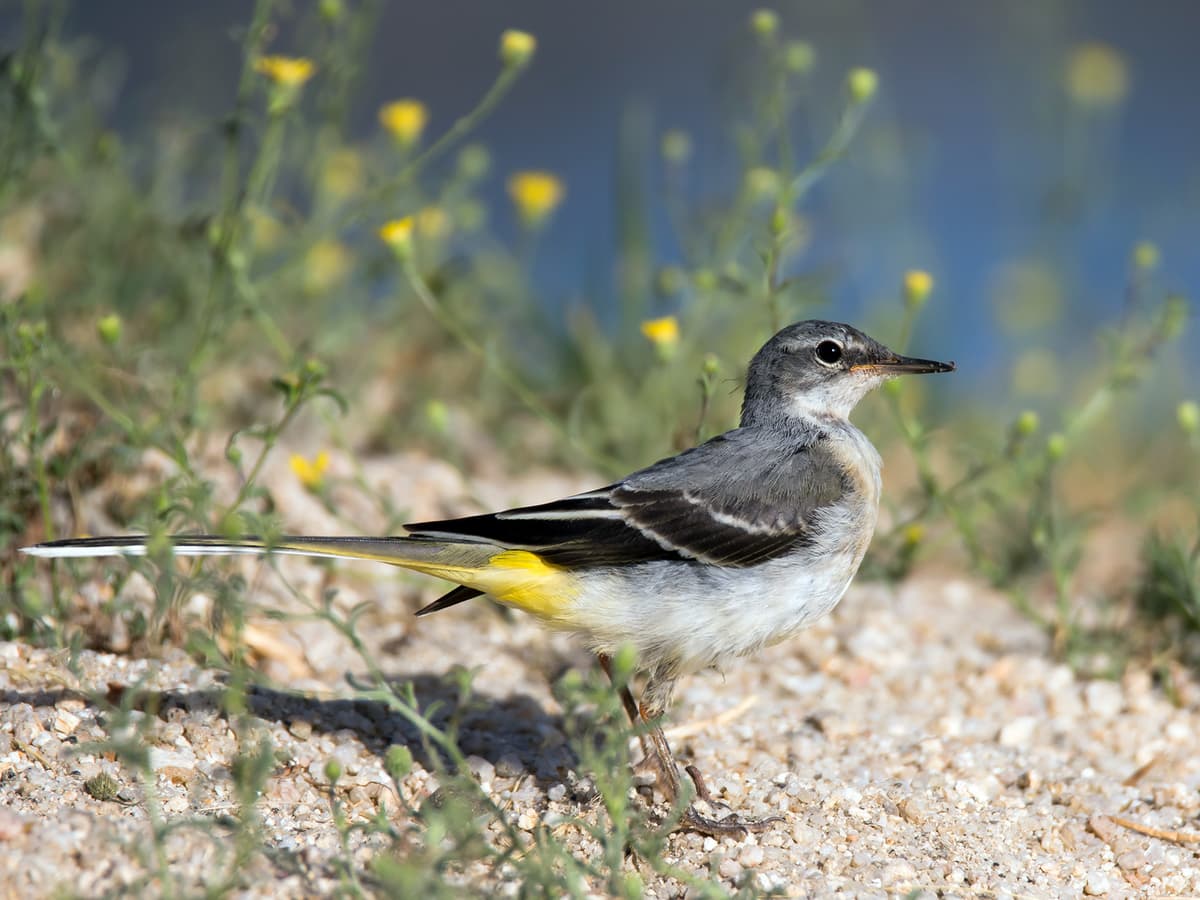 Grey Wagtail | Birdfact