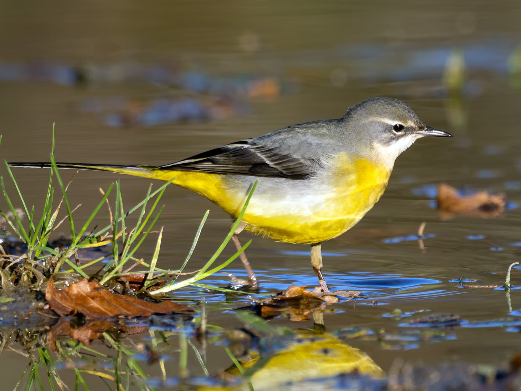 Yellow Birds In The UK (Complete Guide with Pictures) | Birdfact
