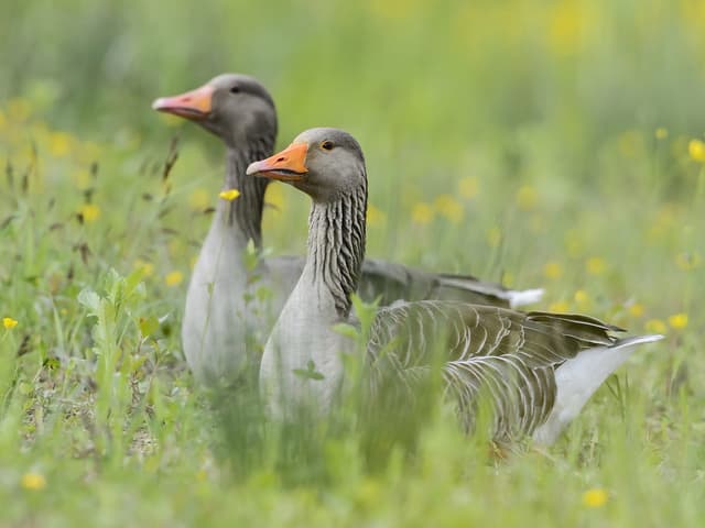 Geese in the UK (Identification Guide with Pictures) | Birdfact