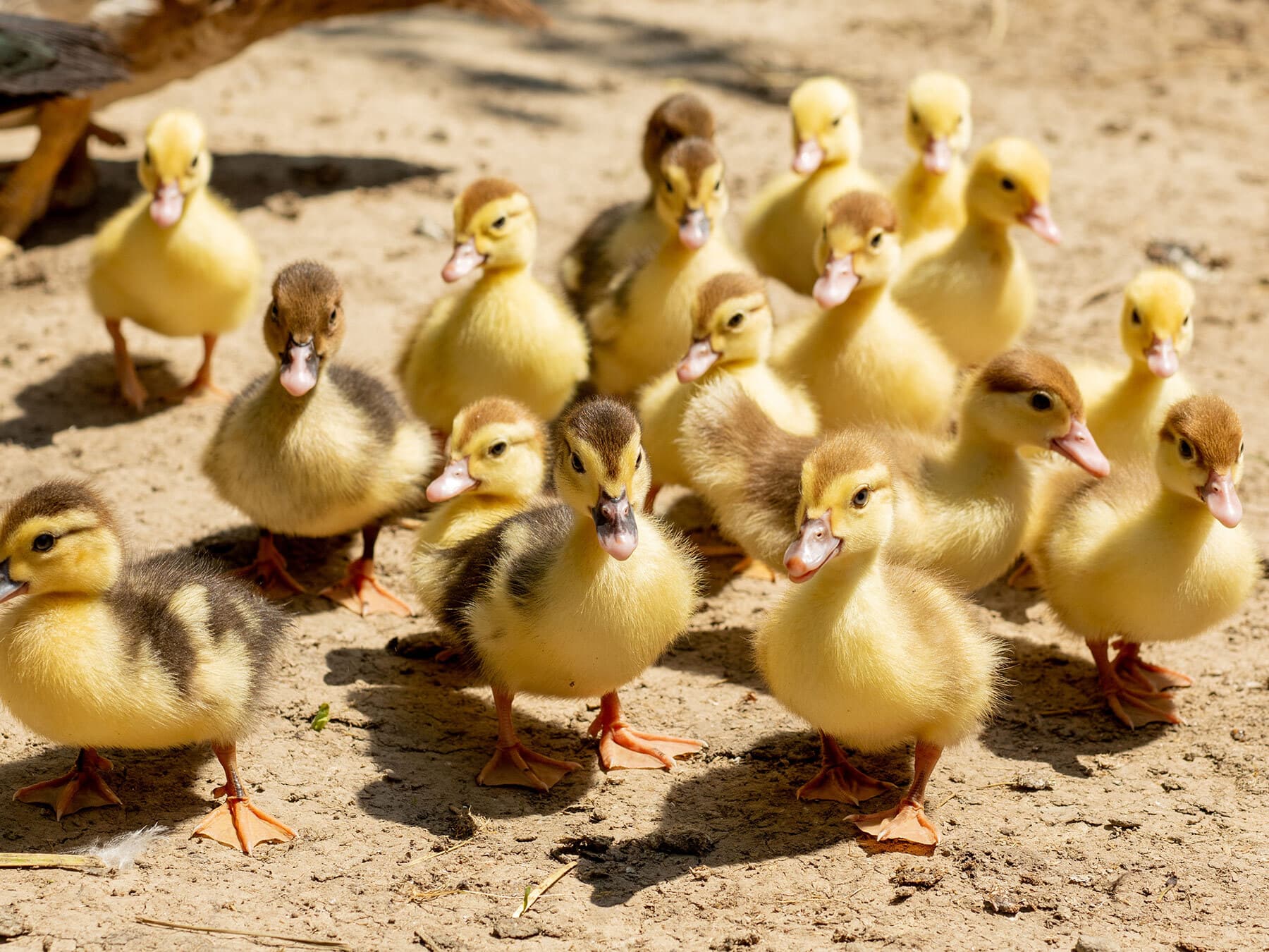 Baby Ducks (Ducklings): Complete Guide with Pictures | Birdfact