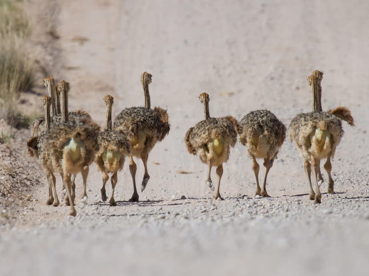 Baby Ostriches: All You Need to Know (with Pictures) | Birdfact