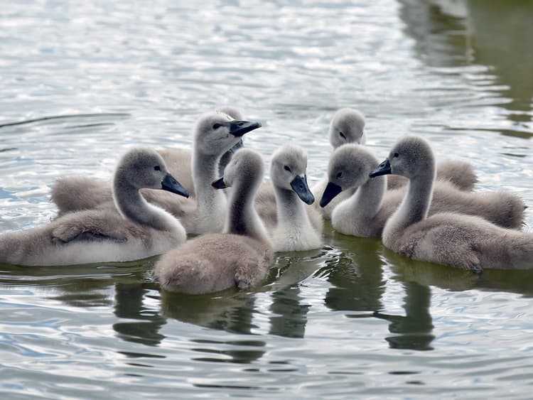 What is a Group of Swans Called? (Complete Guide) | Birdfact