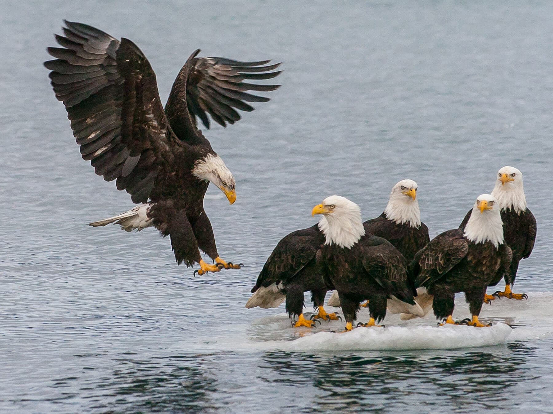 What is a Group of Eagles Called? | Birdfact