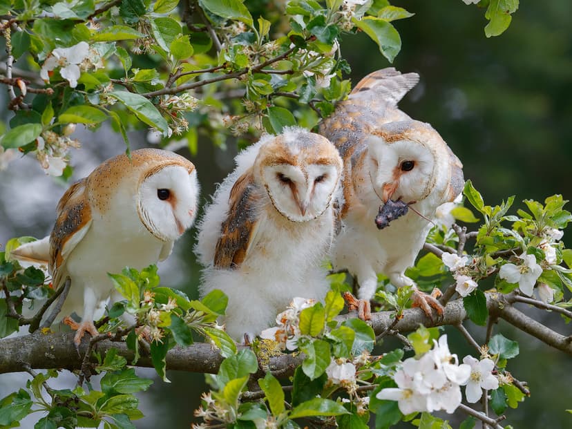 What is a Group of Owls Called? (Complete Guide) | Birdfact