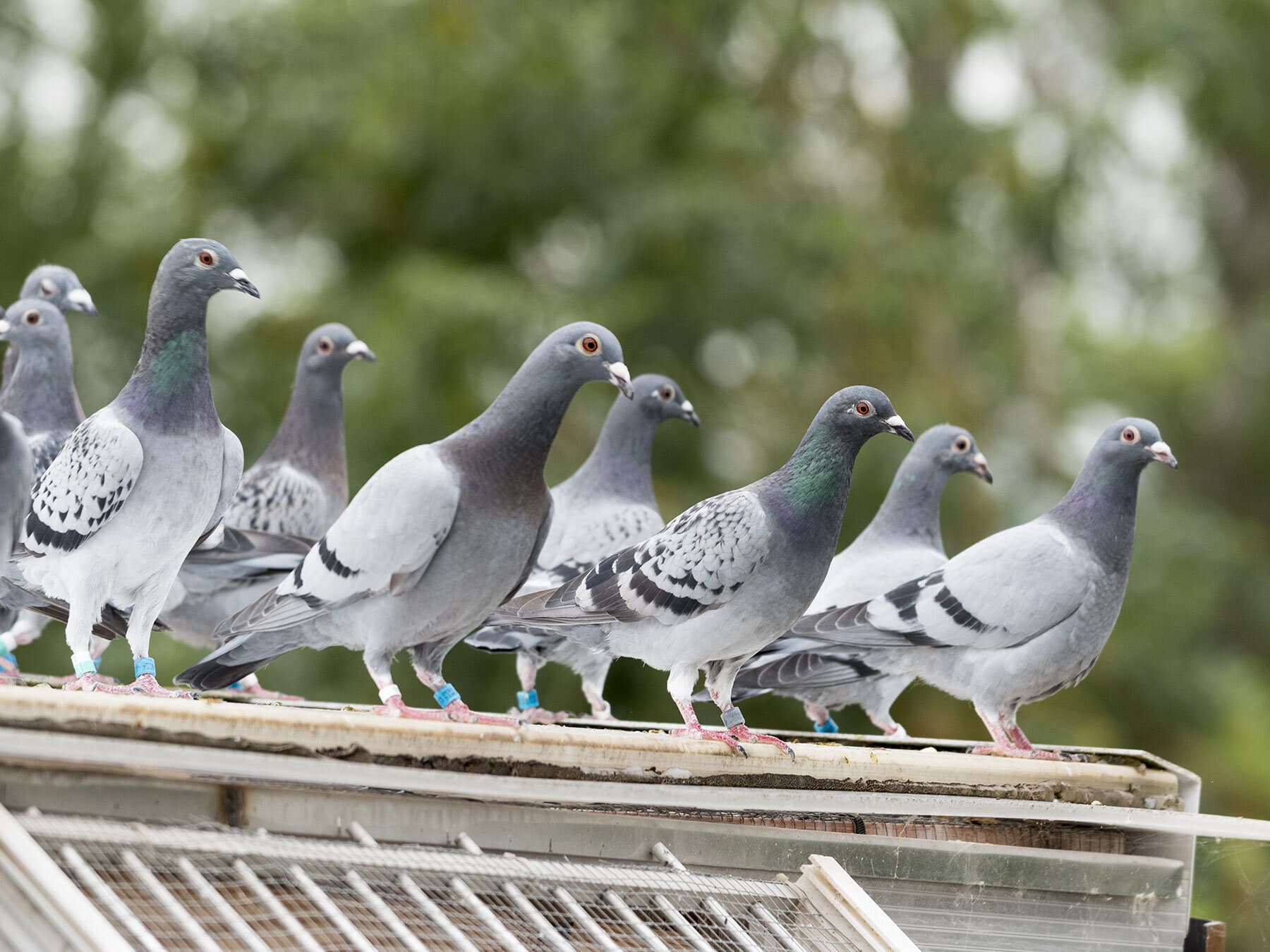 What is a Group of Pigeons Called? (Complete Guide) | Birdfact