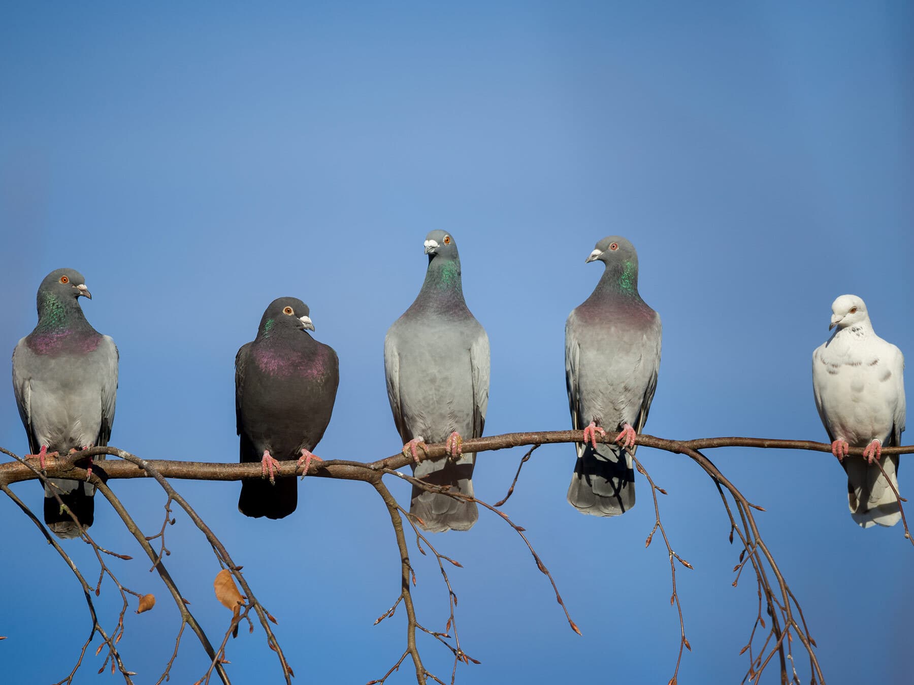 What is a Group of Pigeons Called? (Complete Guide) | Birdfact
