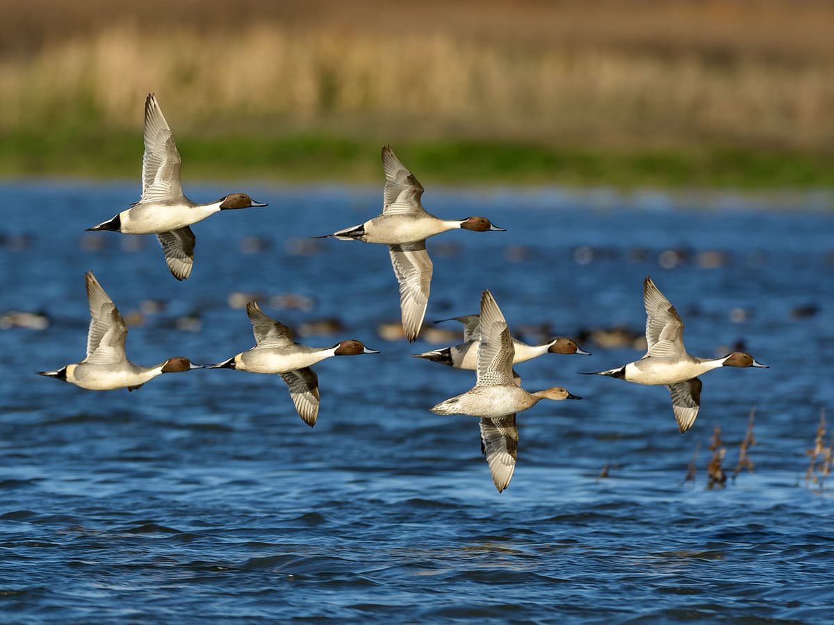 Group Of Ducks Is Called