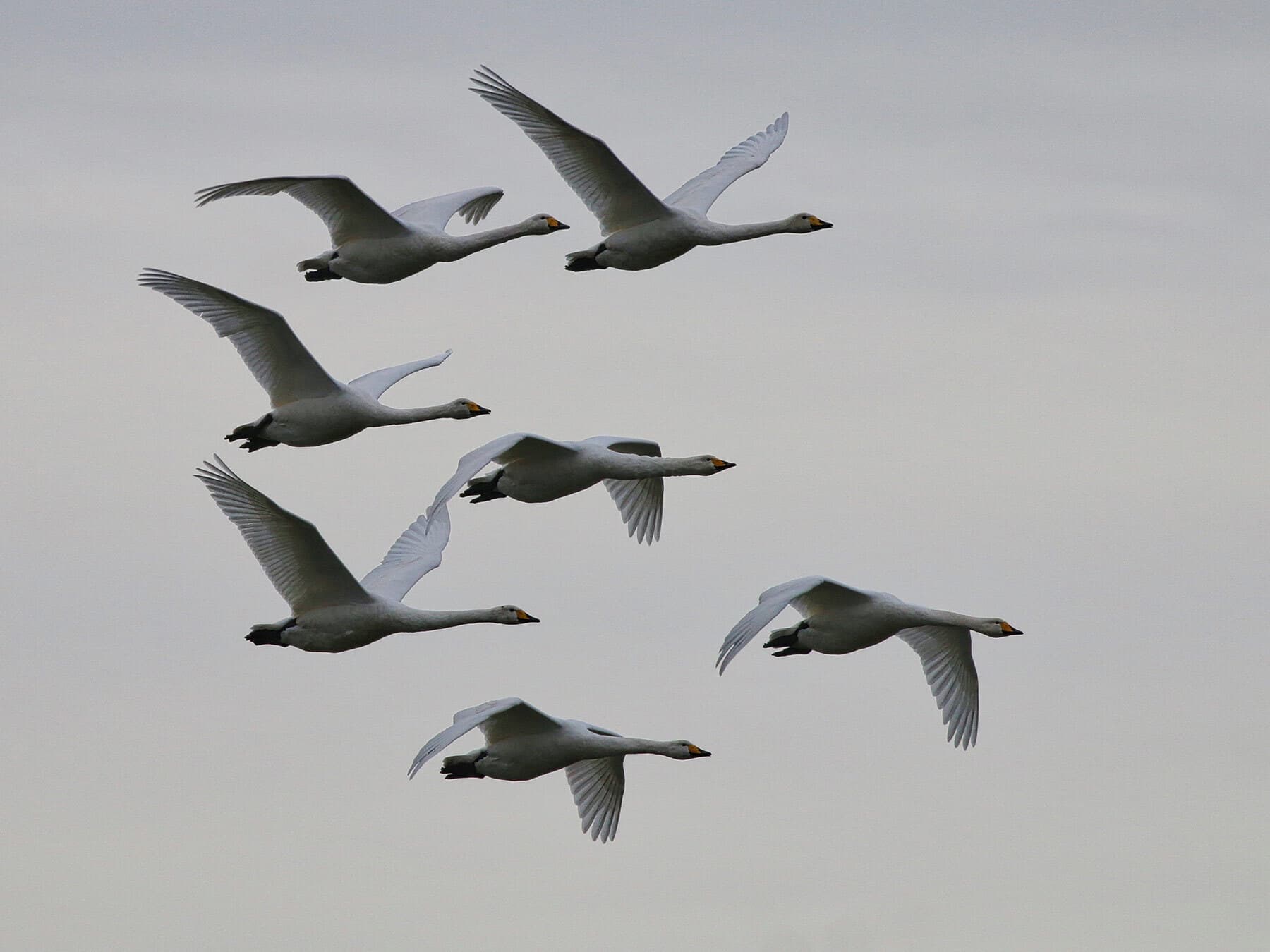 What is a Group of Swans Called? (Complete Guide) | Birdfact
